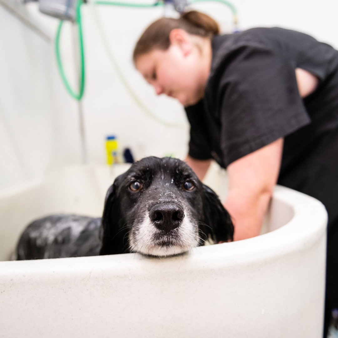 Grooming - Grooming in Mount Pleasant | Dog Grooming near me | Ziggy's ...